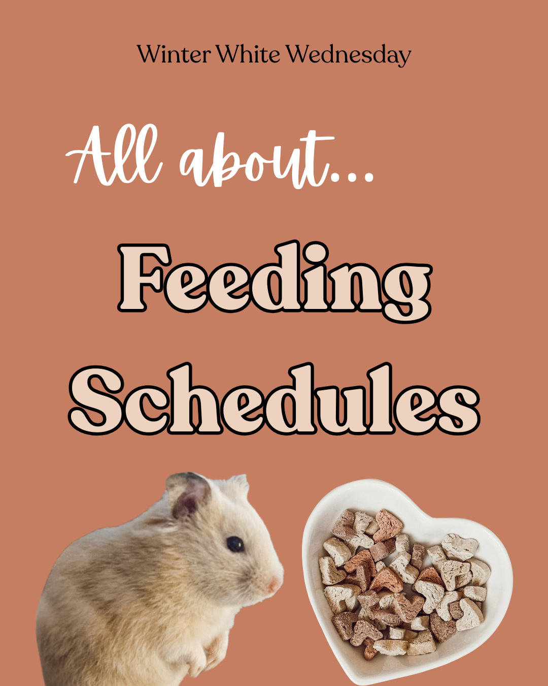 All About... Feeding Schedules – HAPPY HAMSTERY