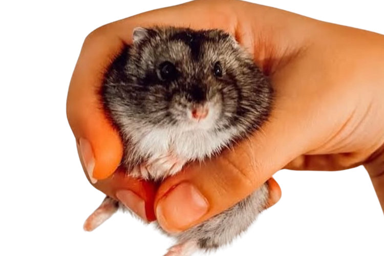 HAPPY HAMSTERY